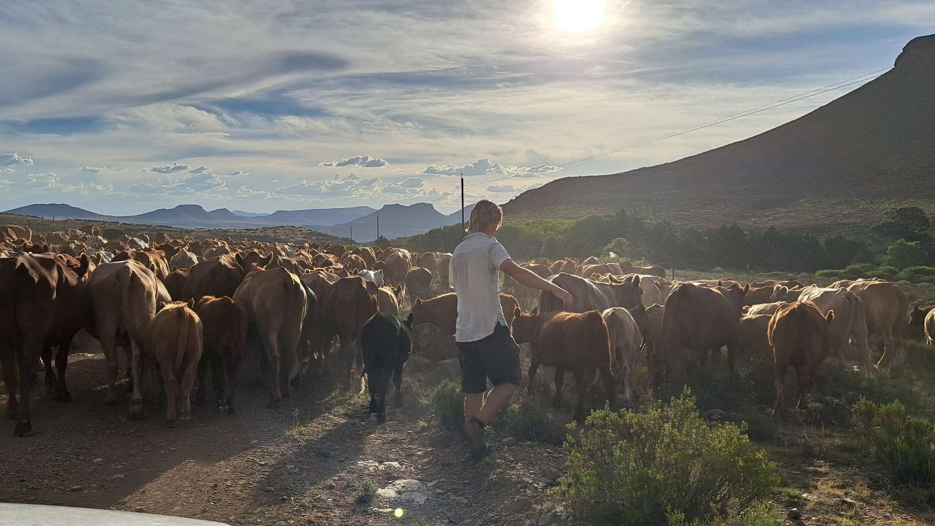 Herding Lessons - KarooRest